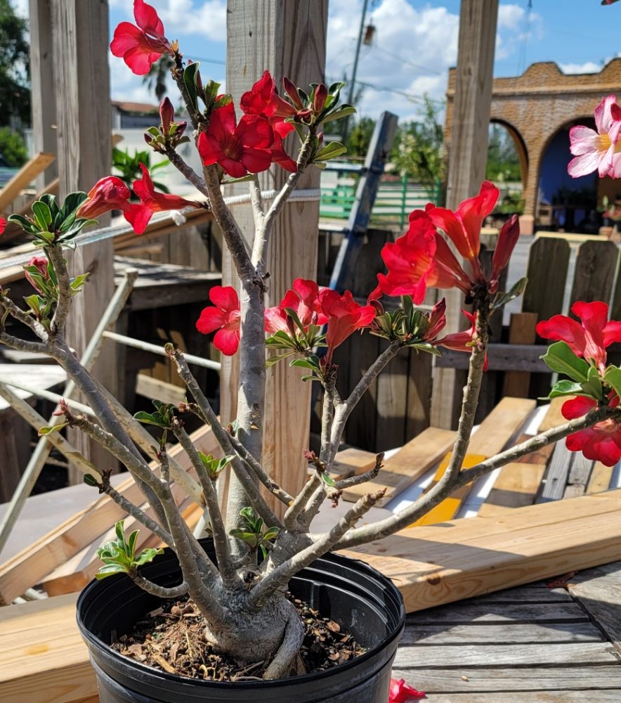 MARIA’S GARDEN - Updated July 2024 - 14 Photos - 6188 Elliott St, Punta ...