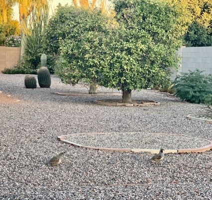 SUN CITY NORTH GOLF COURSE - Updated December 2025 - 12650 N 107th Ave ...