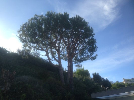 ALL ACCESS TREE CARE - Updated January 2026 - 185 Photos & 316 Reviews ...