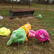 GOZZI’S TURKEY FARMS - Updated January 2026 - 53 Photos & 31 Reviews ...