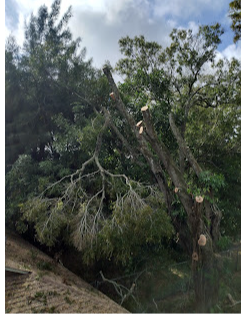 NATIVE TREE AND LAND CLEARANCE - Bradenton, Florida - Tree Services ...