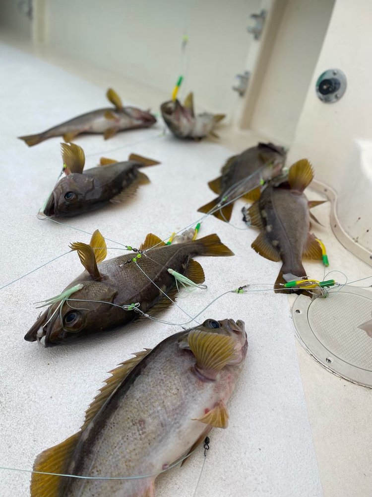 COD MOUNTAIN FISH - Request a Quote - 73 Photos - Santa Cruz ...