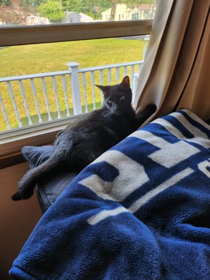 NEW HAMPSHIRE SPCA - Updated December 2025 - 16 Photos & 38 Reviews ...