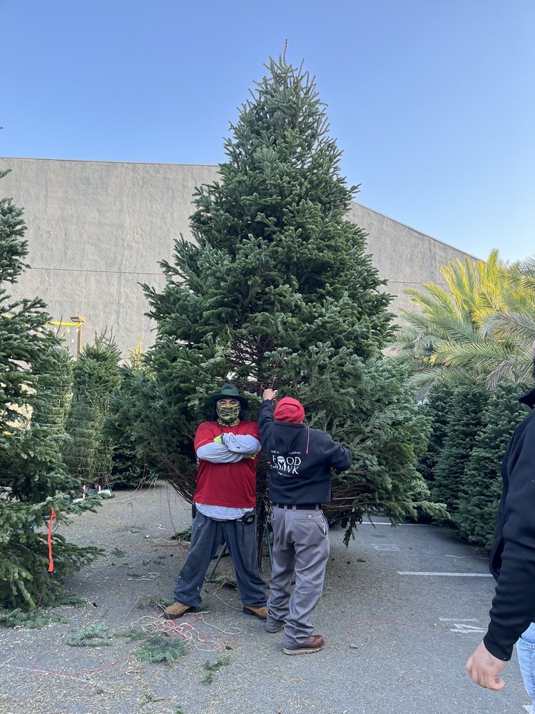 A1 CHRISTMAS TREES - Updated August 2025 - 1318 Lincoln Blvd, Santa ...