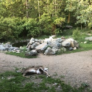 INTERNATIONAL WOLF CENTER - 66 Photos & 29 Reviews - 1396 Hwy 169, Ely ...