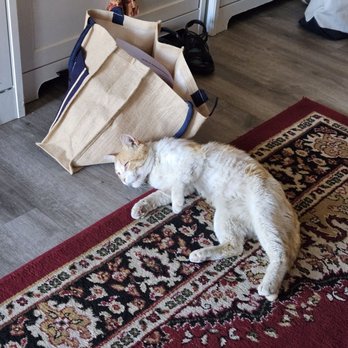 EL MOROCCO INN & SPA - Updated May 2024 - 474 Photos & 291 Reviews ...