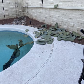 TREE MONKEY TREE TRIMMING - Updated September 2025 - 109 Photos & 67 ...