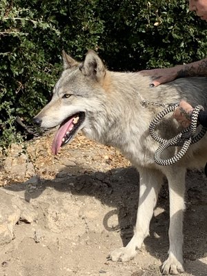 WOLF CONNECTION - Updated October 2024 - 52 Photos & 16 Reviews ...