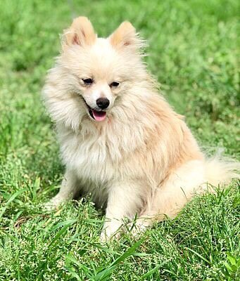 RUFF HOUSE - Pet Boarding - 640 Dorris Rd, Milton, GA - Phone Number