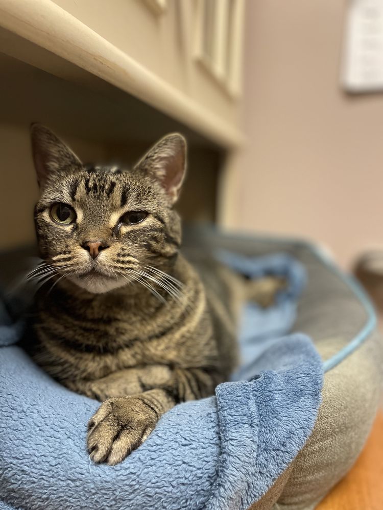 THE HOUSE MOUSE - Updated July 2024 - Request Information - Austin ...