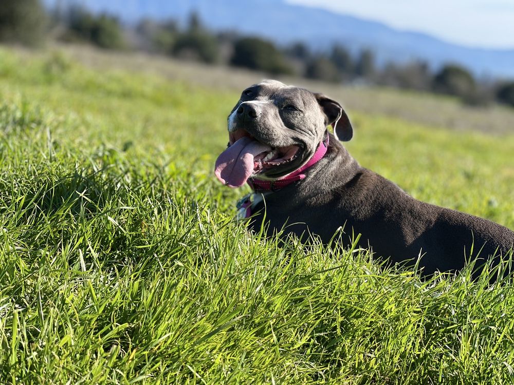 ALSTON PARK - Updated May 2024 - 210 Photos & 76 Reviews - Dry Creek Rd ...