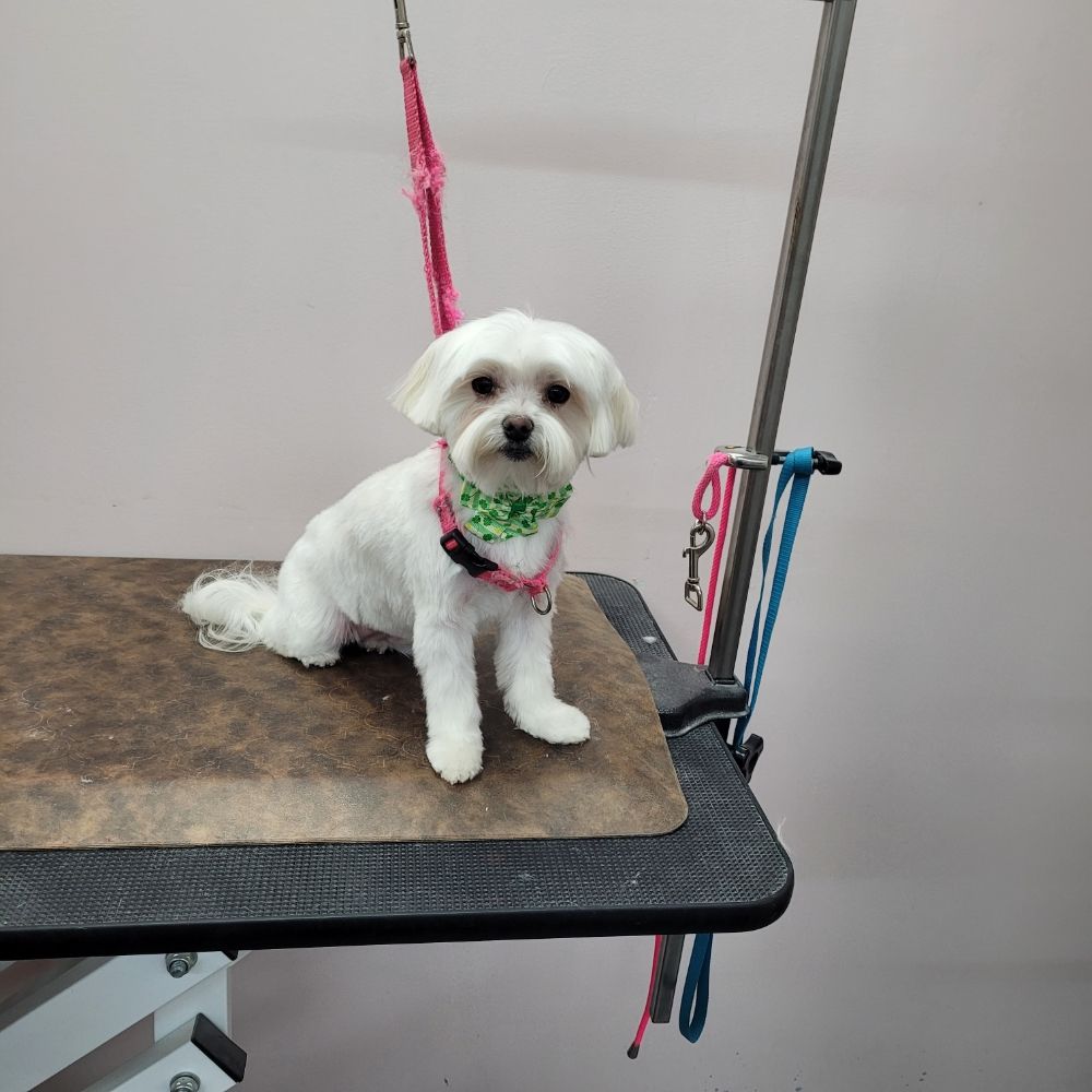 POMCHI PAWS GROOMING & RESORT - Updated December 2025 - 1438 Photos ...