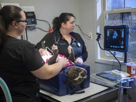 SHADOW RIDGE VETERINARY HOSPITAL & URGENT CARE - Updated October 2025 ...