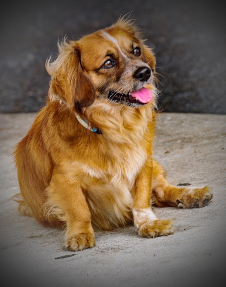 WAGGLY TAIL DOG PHOTOGRAPHY - Request a Quote - 33 Photos - 8308 ...