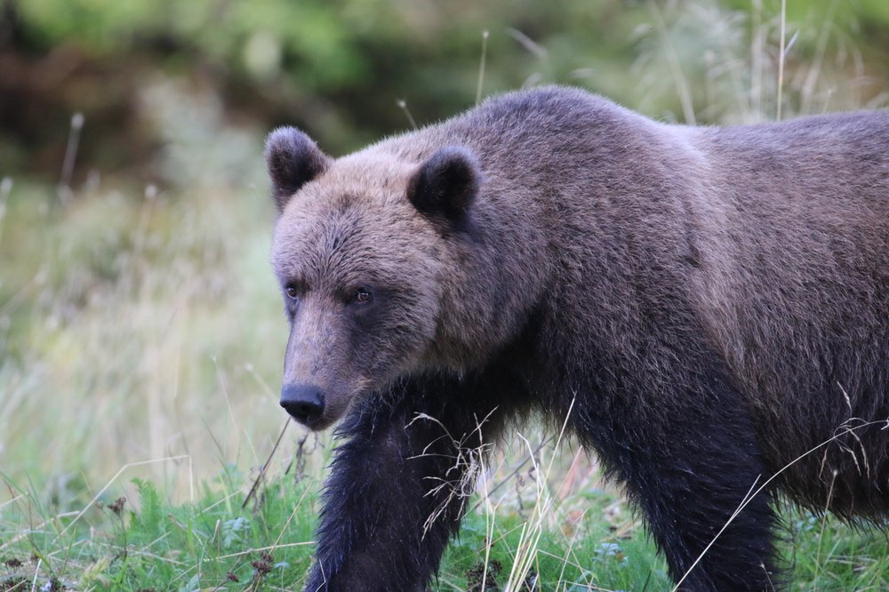 Wild Bear Safari, Hoonah | Roadtrippers