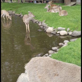 FAWN DOE ROSA - Updated October 2025 - 137 Photos & 45 Reviews - 2131 ...