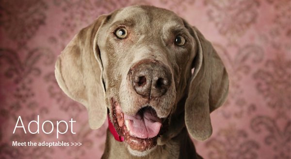 AGAPE ANIMAL RESCUE - Updated February 2025 - Nashville, Tennessee ...