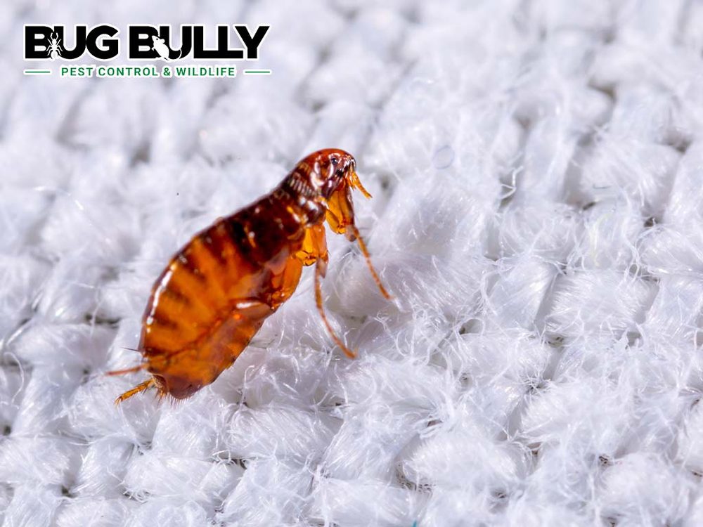 BUG BULLY PEST CONTROL | 30 Photos | 21 SW Cutoff, Northborough ...