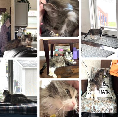 SIMPLY CATS ADOPTION CENTER - Updated May 2026 - 36 Photos & 30 Reviews ...