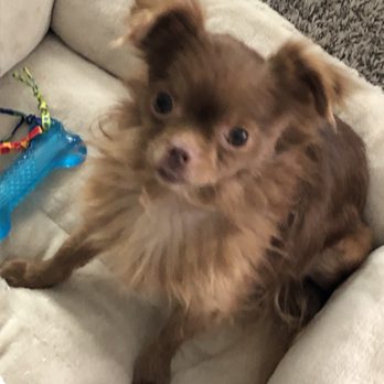 PAWS ATLANTA - Updated December 2025 - 84 Photos & 58 Reviews - 5287 ...