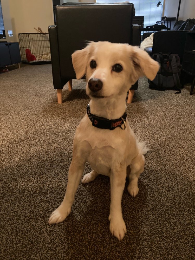 K9 KAROUSEL - Updated October 2025 - 59 Photos & 71 Reviews - 2795 W ...