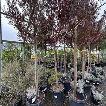 URBAN TREE FARM NURSERY - Updated December 2025 - 141 Photos & 134 ...