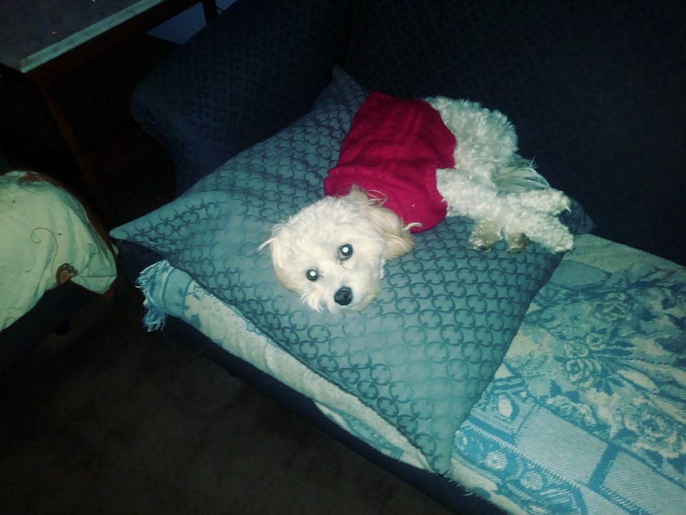 MAIN LINE DOG SITTING - Updated November 2025 - 205 Ellis Rd, Havertown ...