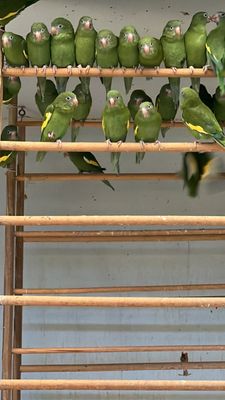 MAGNOLIA BIRD FARM - Updated December 2025 - 155 Photos & 210 Reviews ...