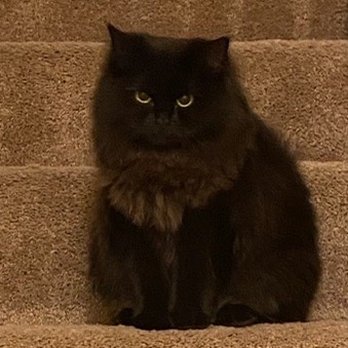 RUSTIC RAGDOLLS - Updated January 2026 - 10 Photos - Jefferson, Iowa ...