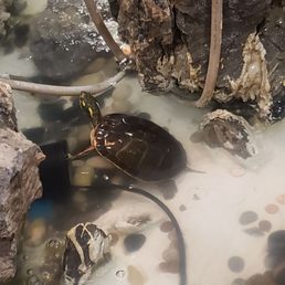 ASIAN BUFFET - Updated July 2025 - 35 Photos & 70 Reviews - 3701 Durand ...