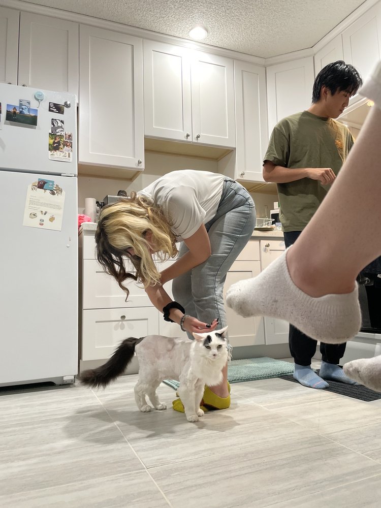 KITTINGTON’S MOBILE CAT GROOMING - Updated August 2025 - 183 Photos & 244 Reviews - San ...