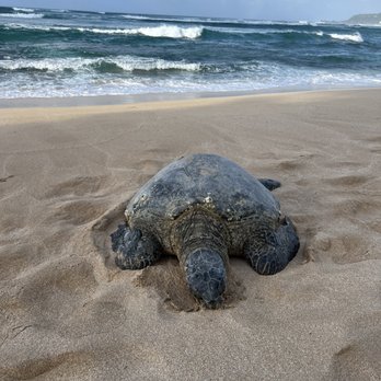 PAPA’ILOA BEACH - Updated January 2026 - 172 Photos & 47 Reviews ...
