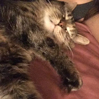 GREATER BIRMINGHAM HUMANE SOCIETY - Updated October 2025 - 50 Photos ...