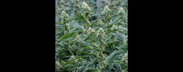 VERONA COLLECTIVE - Updated January 2026 - 606 Genesee St, Chittenango ...