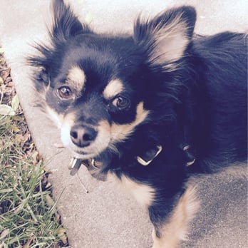 PAWS DOWN TRAINING & PET CARE - Updated August 2025 - 39 Photos & 34 ...