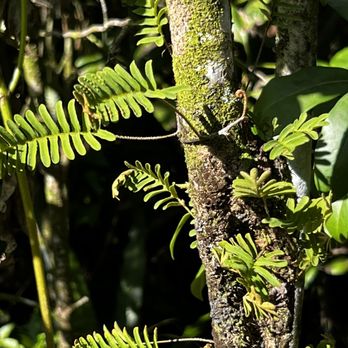 FERN FOREST NATURE CENTER - Updated August 2025 - 488 Photos & 74 ...