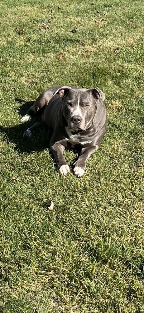 RIDGE ANIMAL CLINIC - Updated October 2025 - 10 Photos & 33 Reviews ...