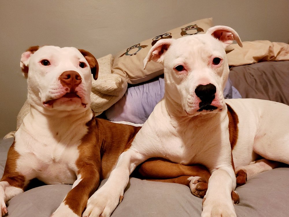 RUFF RELATIONS DOG CARE CENTER - Updated December 2025 - 11 Photos - 4501 Southwestern Blvd ...