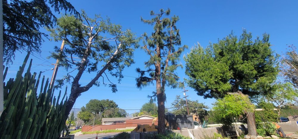SILVA TREE SERVICE - Updated October 2025 - Van Nuys, California - Tree ...