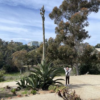 KATE O SESSIONS CACTUS GARDEN - Updated October 2025 - 80 Photos & 18 Reviews - Balboa Park, San ...