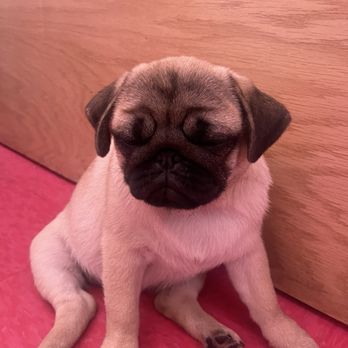 CUPPA PUG - Updated December 2024 - 39 Photos & 12 Reviews - 607 W 9th ...