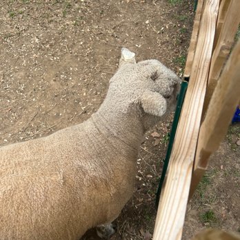 ROSE BRIDGE FARM & SANCTUARY - Updated July 2025 - 231 Photos & 83 ...