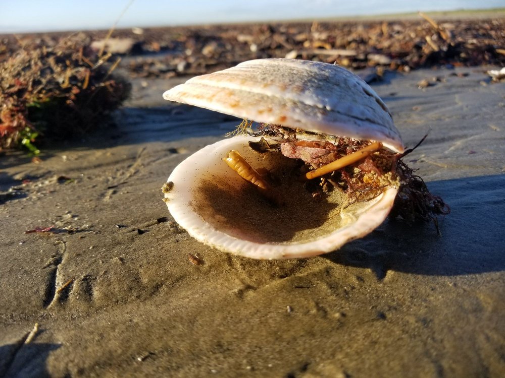 ORETI BEACH - 563 Dunns Rd, Invercargill, Southland, New Zealand ...