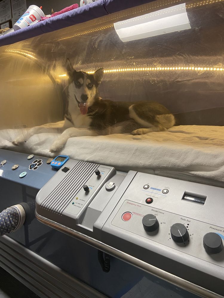 ALL CREATURES HYPERBARIC CARE - Updated April 2024 - Request ...