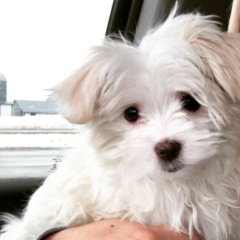 TINYTYKES PUPPIES - Updated July 2025 - 36 Photos & 26 Reviews - 2661 S ...