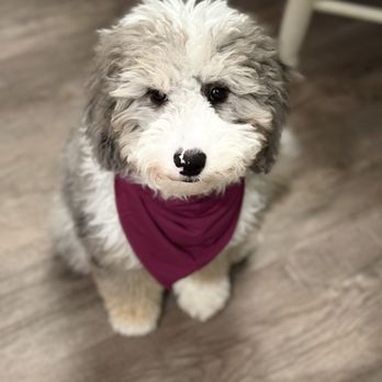 CHARLOTTE DOG CLUB - Updated December 2025 - 28 Photos - 1800 Amity ...