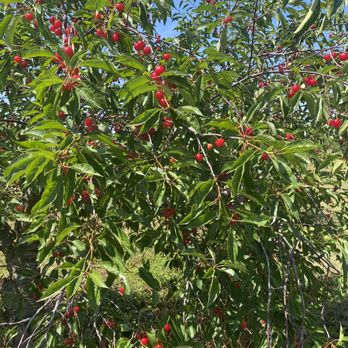 RENNIE ORCHARDS - Updated October 2025 - 39 Photos & 15 Reviews - 11221 ...