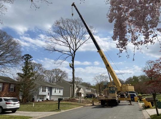 MARYLAND TREE EXPERTS - Updated May 2025 - 82 Photos & 39 Reviews ...