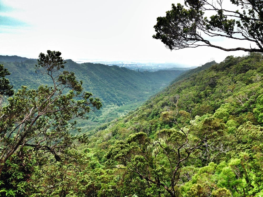 HALAWA RIDGE TRAIL - Updated August 2025 - 99-1268 Iwaena St, Aiea ...