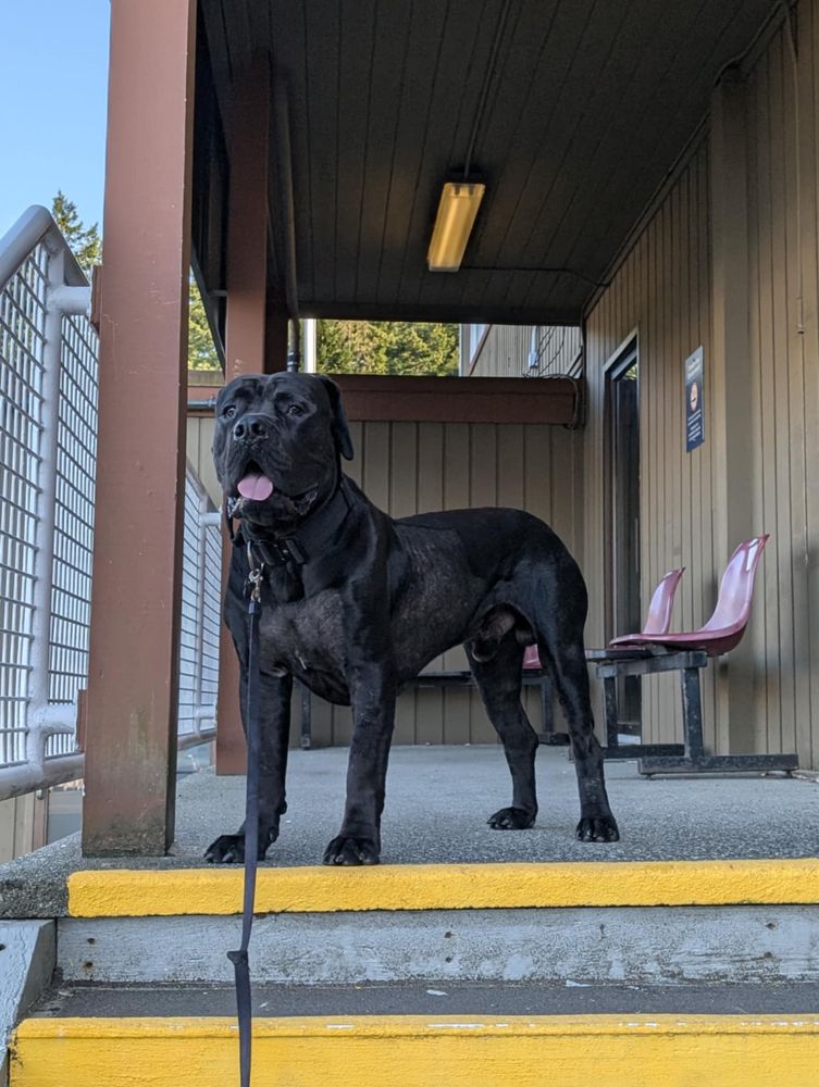 VCA CANADA CENTRAL VICTORIA VETERINARY HOSPITAL - Updated December 2025 ...